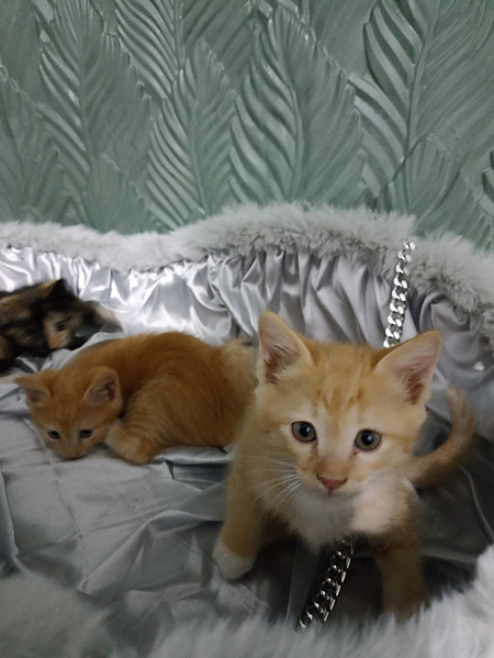 Котенок 1,5 месяц