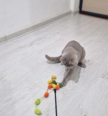 Кот мушук мушукча котенок