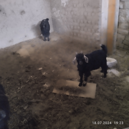 Она бола эчки срочна сотилади