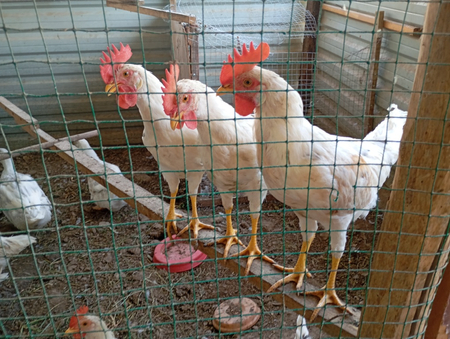 Продам или обменяю .