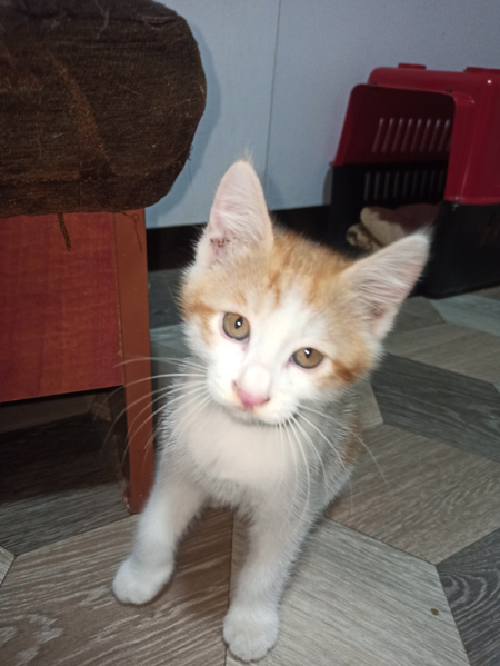 Котенок в добрые руки