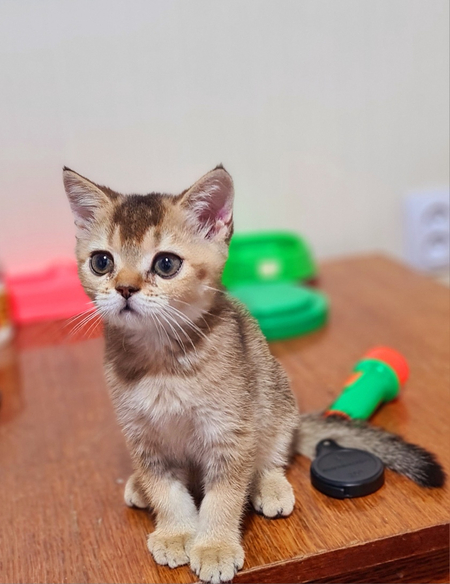Котята шотландские