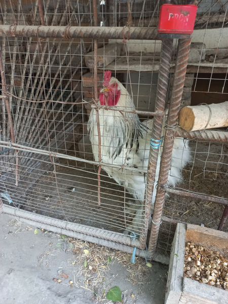 Brama tovuqlar sotiladi