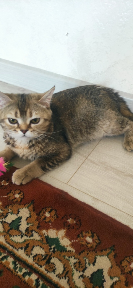 Котенок  золотая шиншилла