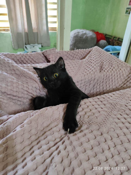 Котенок кошечка киса кот кошка