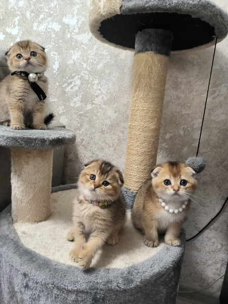 Шикарные чистокровные котята