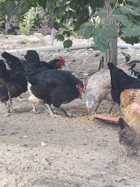 Продаются домашние куры и петухи