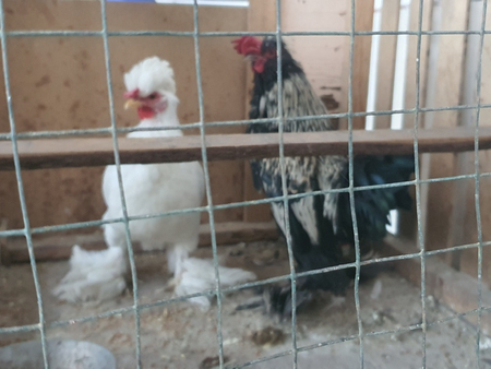 Продаются пары птици петух и курица