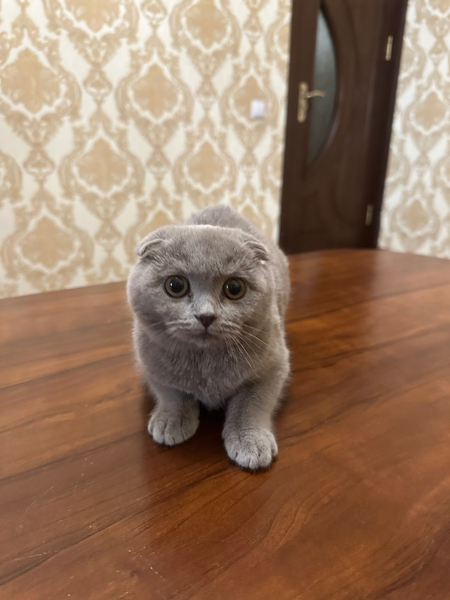 Scottish fold , Scottish strite