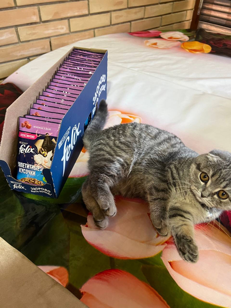 Mushuk Scottish Fold sotiladi