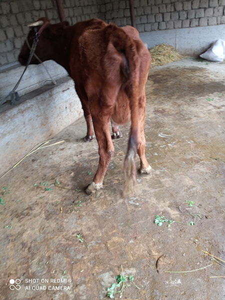 Urta yosh mol sotiladi 6 litr suti not kuniga yakka