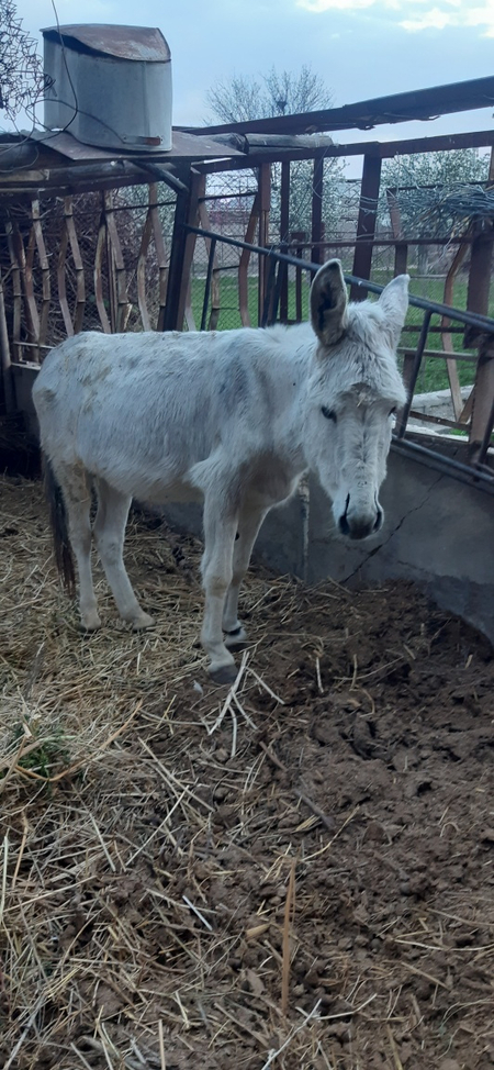 Arava sotiladi xolati zo'r
