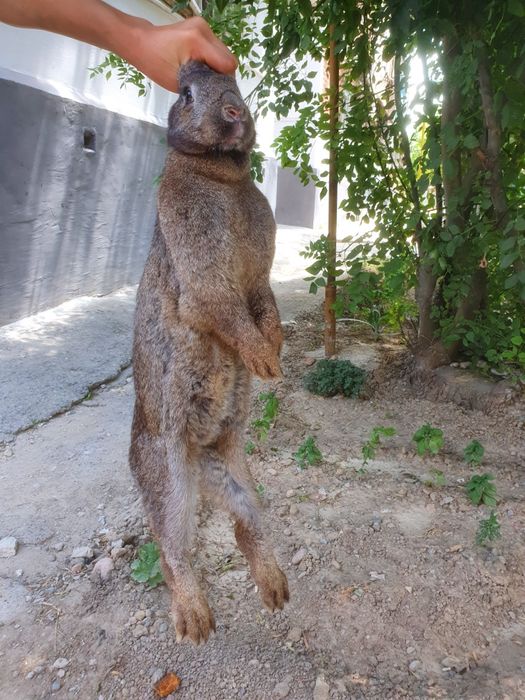 Продаётся Кролик Фландр