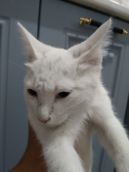 Котёнок 4 месяць