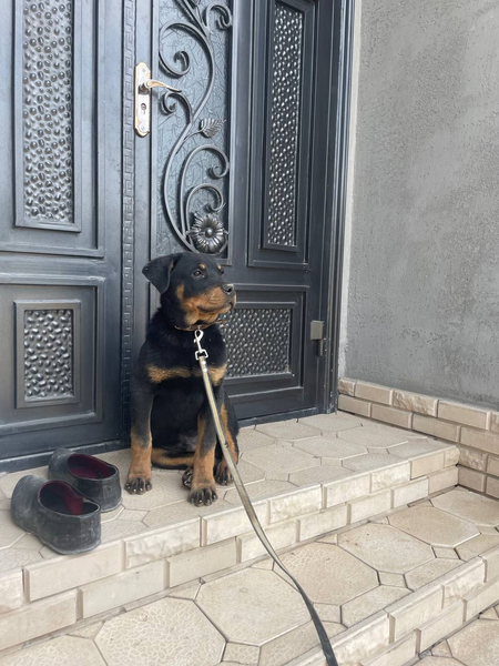 Ротвеллер породистый