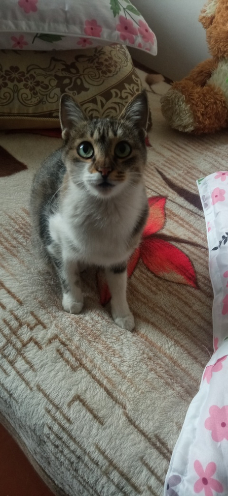 Продам красивых котят