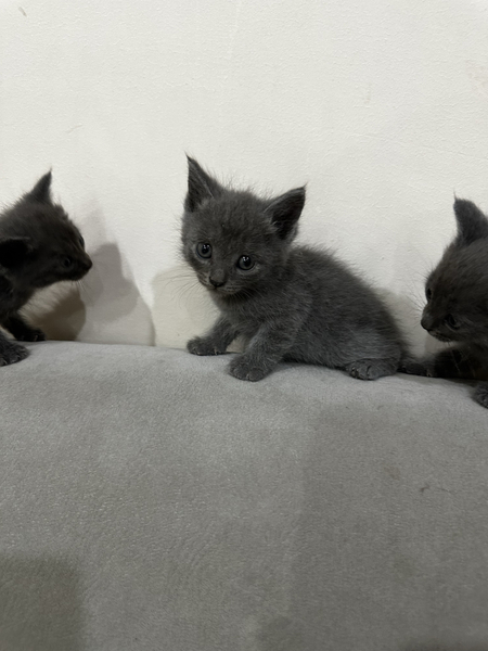 Котята серые/Мушук боллари кулиранг