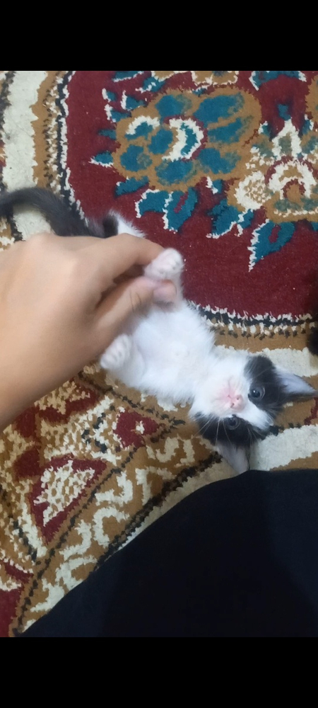 Aq qara bir ayliq misiq