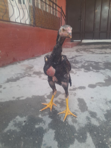 Зотдор дакенлар.