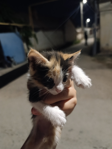 Котята в хорошие руки