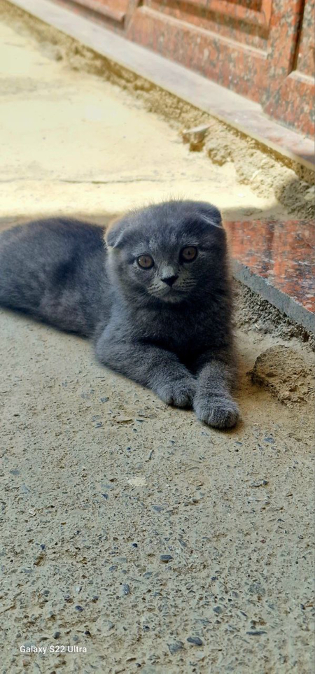 Продаются кошечки