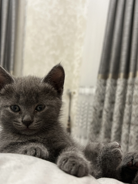 Продается скоттиш страйт