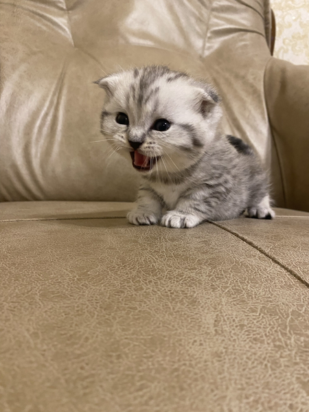 Котёнок скотиш фолд