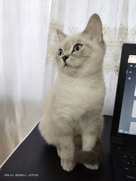 Котенок девочка пародистая красивая