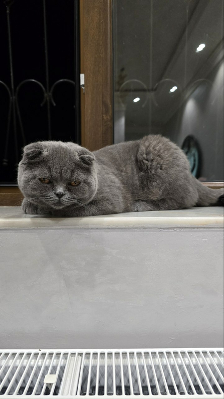 Пародистая Скотш Фолд