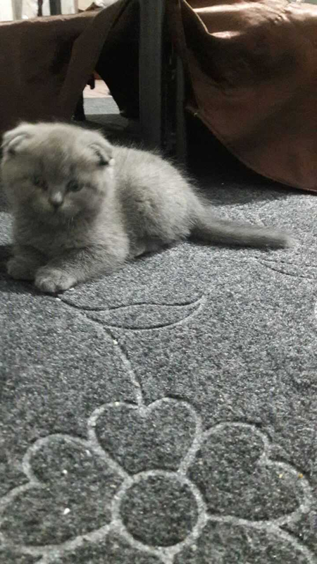 Чистокровный Шотландский Вислоухий  котенок от правильной вязки 2мес.