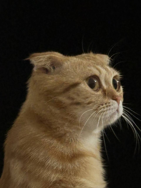 Scottish fold mushuk
