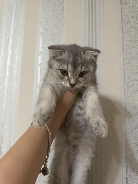 Продажа котят
