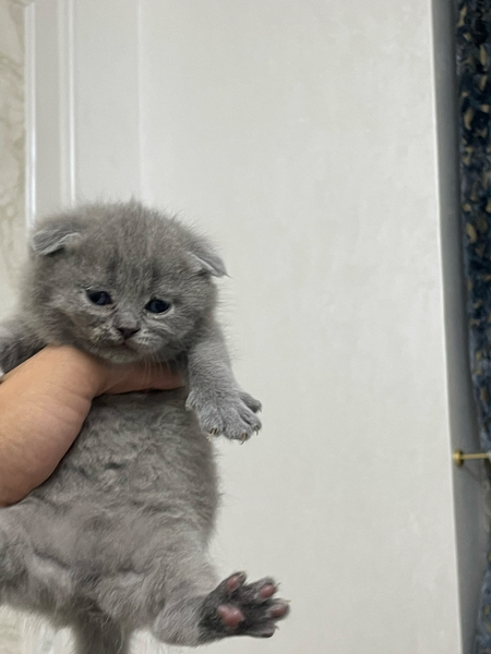 Scottish Fold qiz bola 20 kunlik