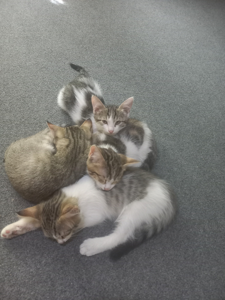 Котята в добрые руки