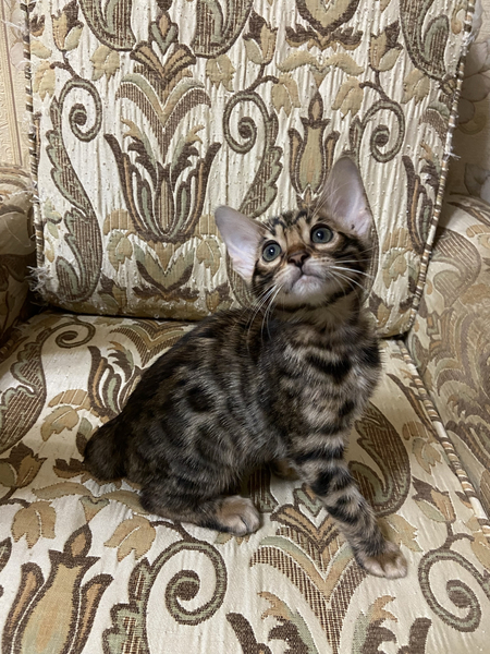 Бенгальские котята!