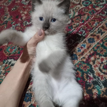 Mushuk bolasi Siyamskiy