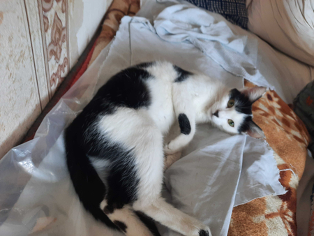 Отдам бесплатно кошку