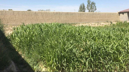 Tezda sotiladi ARZON! Yer uchastkasi 15 sotiq Samarqand tuman. Charxin