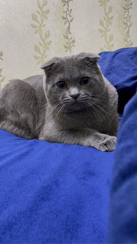 Скотиш фолд на вязку
