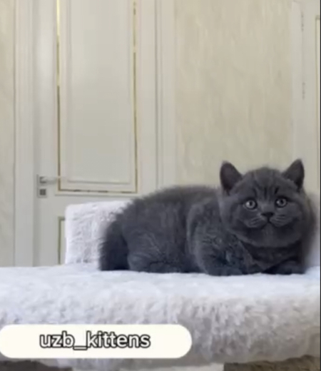 Скоттиш страйт