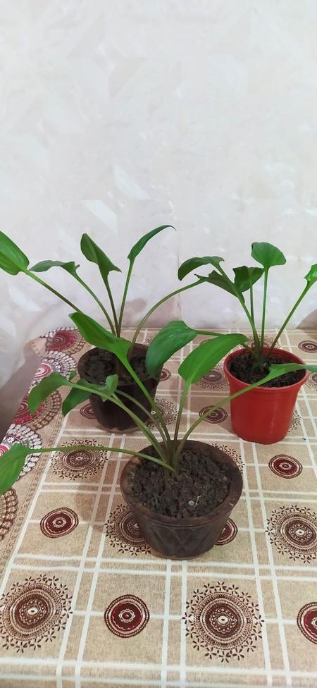 Комнатные растения для дома и офиса