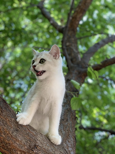 Britanskiy shinshilla