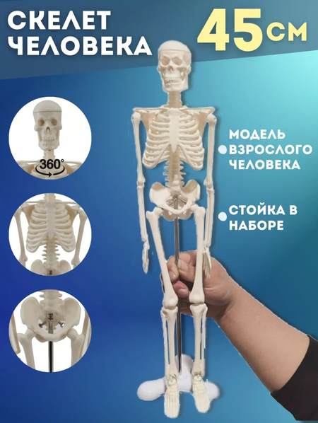 Skelet sotiladi 45 sm!
