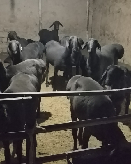 Qassob xizmati va  qoʻchqorlarimiz  bor