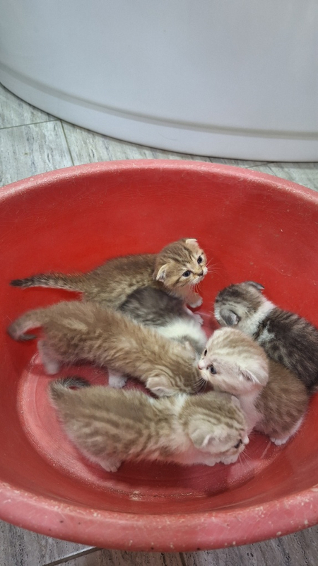Котята скоттиш фолд