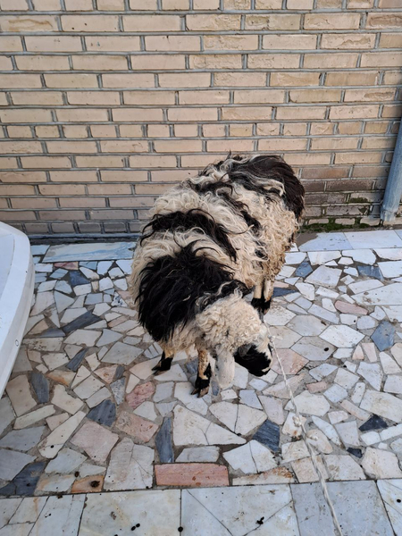 Qõchqorlar va qõylar sotiladi