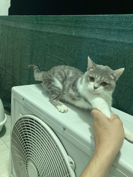 Продается кошка 1.5 год