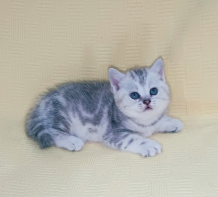 Продаётся котёнок