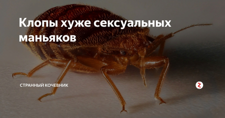 Dezinfeksiya klapa tarakan Дезинфекция dezenfeksiya дезинсекция