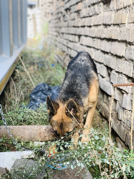Nemetichiskiy apcharka urğochi kuchuk zoti toza